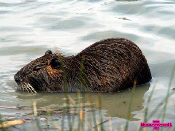 CASTORES Por JOSE LUIS Si el castor es
