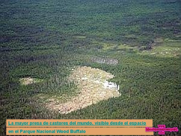 CASTORES Por JOSE LUIS Si el castor es