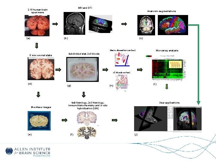 IBIC Summer Retreat Allen Institute Human Brain Atlas
