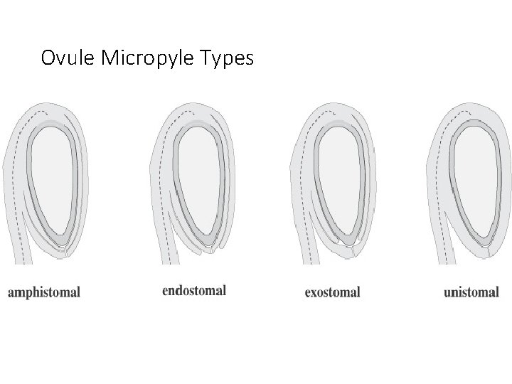 Megasporogenesis Dr sandhya P PG Department of Botany