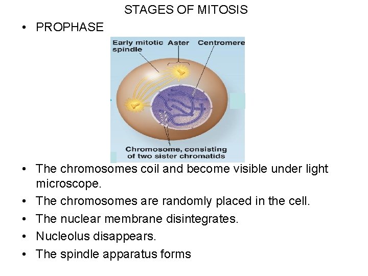 Chromosomes and Mitosis Objectives describe location and appearance