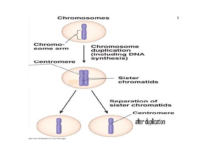 Chromosomes and Mitosis Objectives describe location and appearance