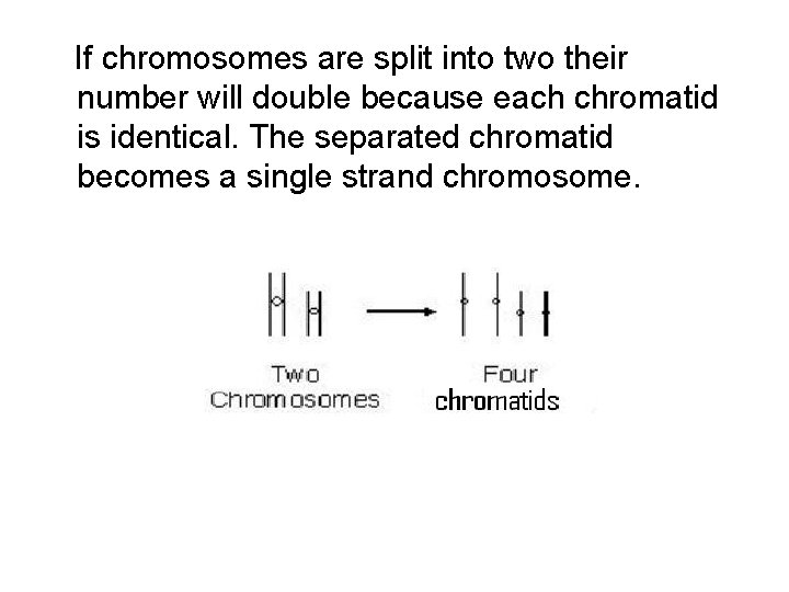 Chromosomes and Mitosis Objectives describe location and appearance