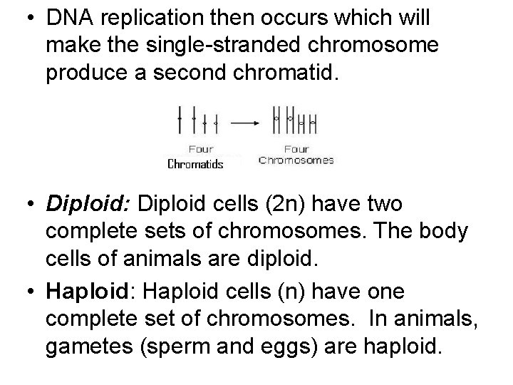 Chromosomes and Mitosis Objectives describe location and appearance