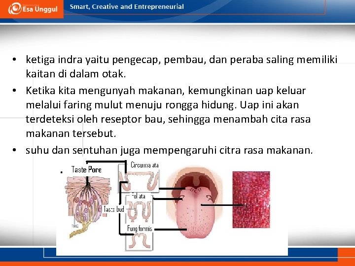 Kkpmt 3 Anatomi fisiologi sistem pengecapan PERTEMUAN 7