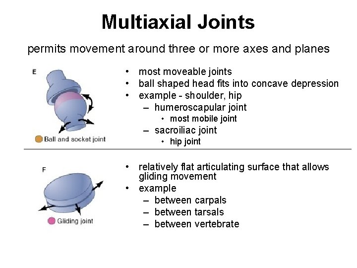 Articulations Articulation joint point of contact between bones