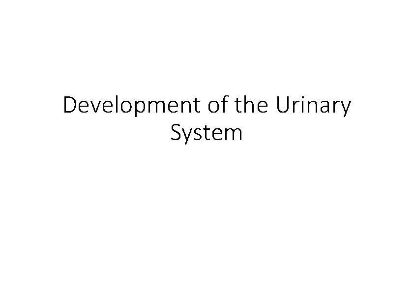 Development of the Urinary System Lecture Objectives Understand