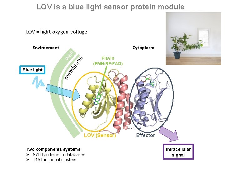 Photocatalytic mechanism of covalent bond formation in LOV