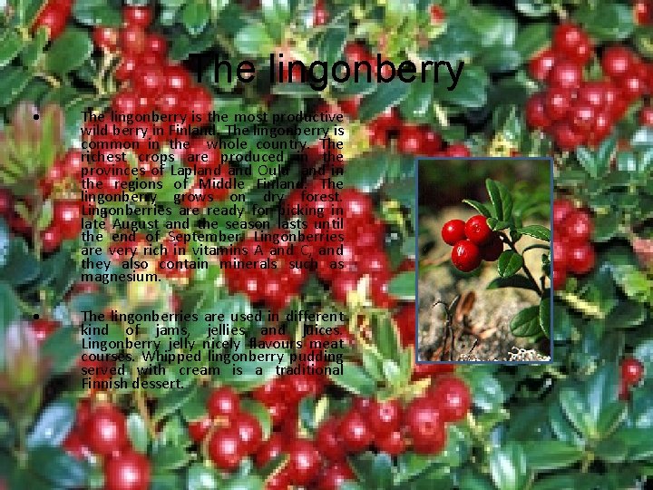 Berries Br The Cloudberry The most valuable wild