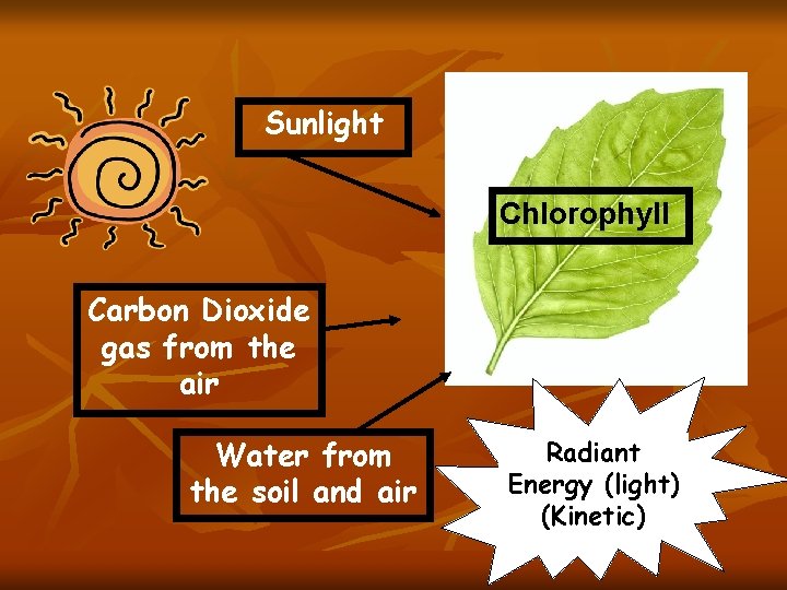 Energy Transformations in Photosynthesis Plants use radiant energy