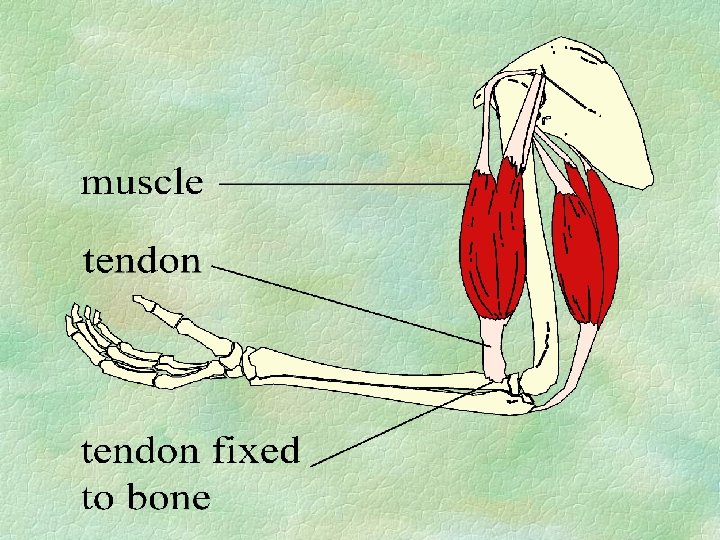 Body in Action General Objectives Subtopic a Movement