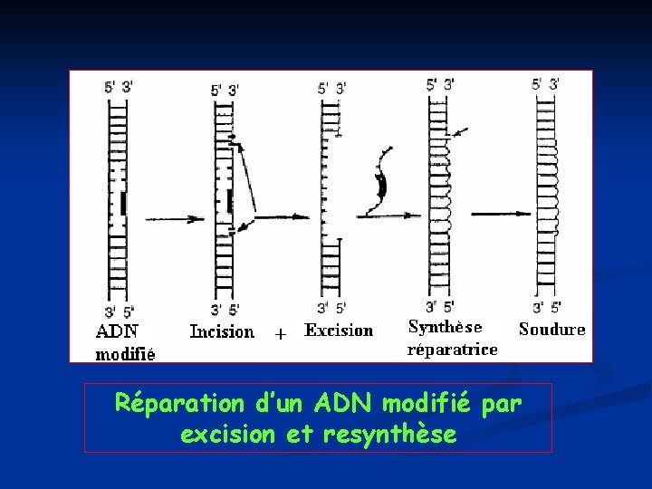 CHAPITRE II PRINCIPAUX TYPES DE RISQUES Les problmes