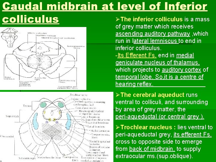 Internal structure of pons There are 3 levels
