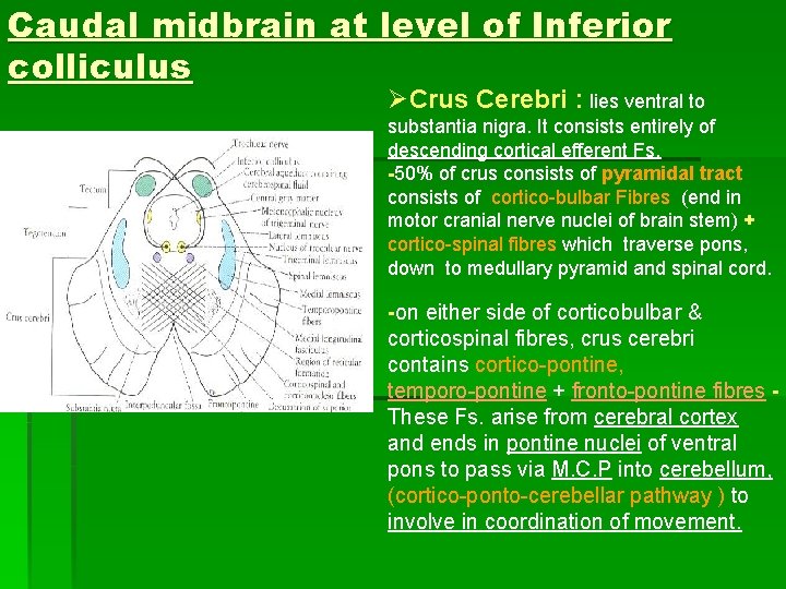Internal structure of pons There are 3 levels