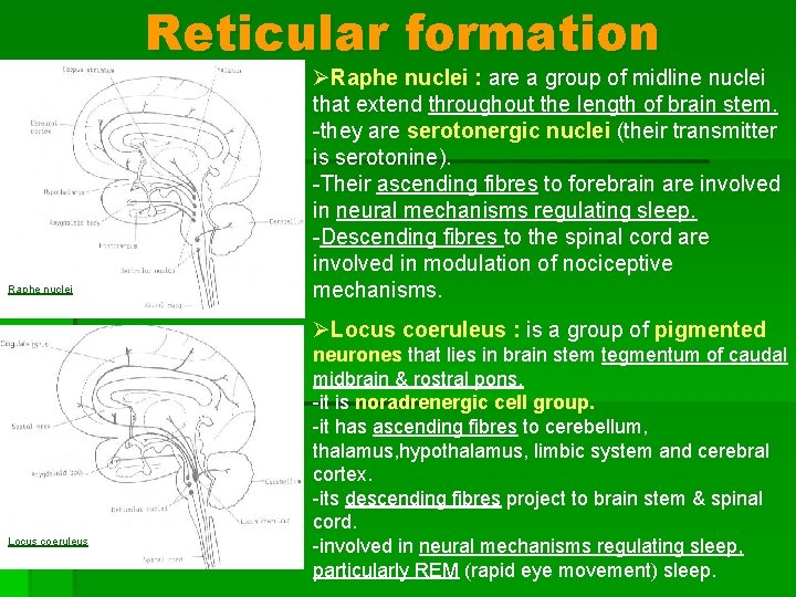 Internal structure of pons There are 3 levels