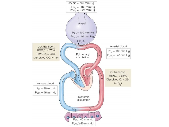 Functions of Respiratory System Ventilation moves air to