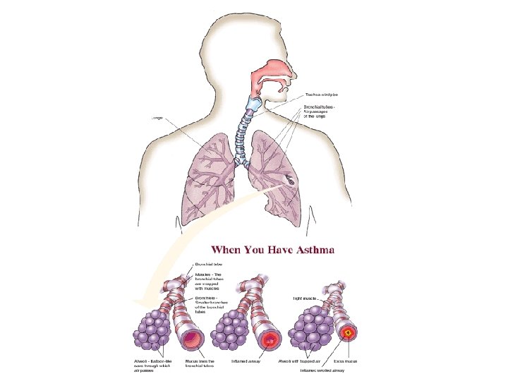 Functions of Respiratory System Ventilation moves air to