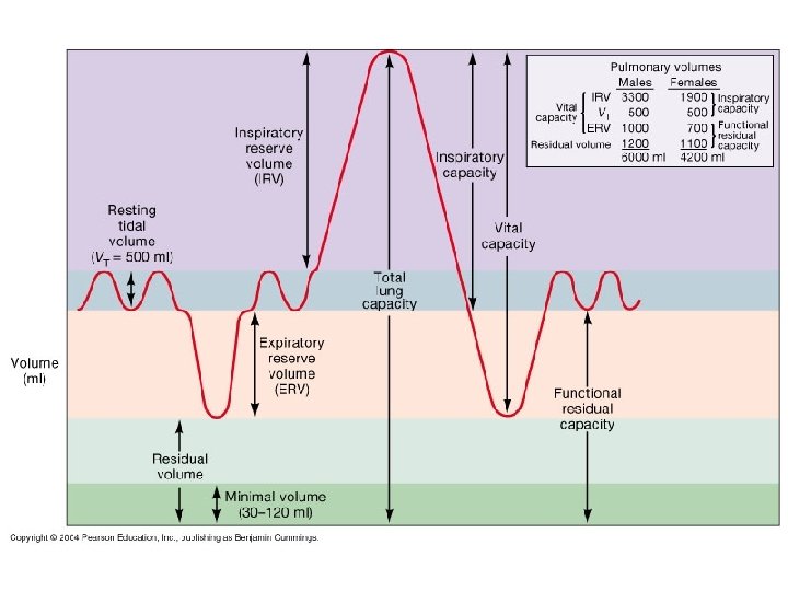 Functions of Respiratory System Ventilation moves air to