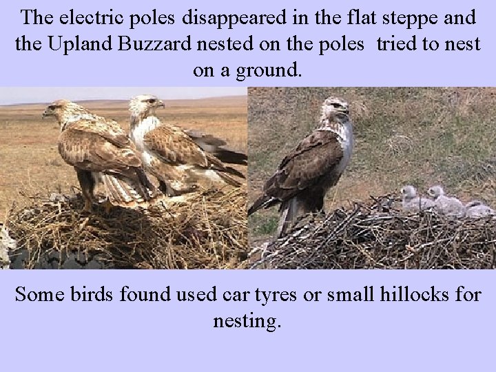 Project for the restoration of the nesting places