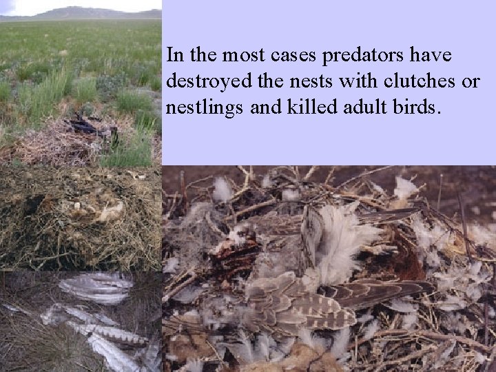 Project for the restoration of the nesting places