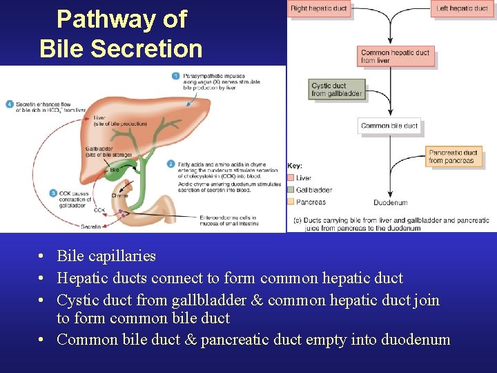 Anatomy of the Large Intestine The large intestine