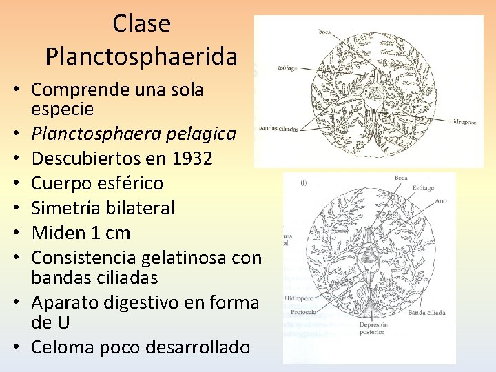 Phylum Hemichordata Diagnosis Animales marinos Bnticos Vermiformes o