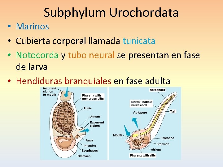 Phylum Hemichordata Diagnosis Animales marinos Bnticos Vermiformes o