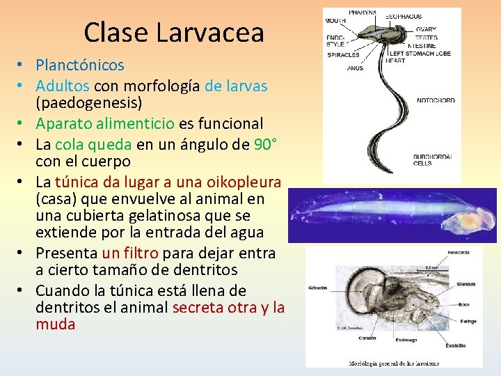 Phylum Hemichordata Diagnosis Animales marinos Bnticos Vermiformes o