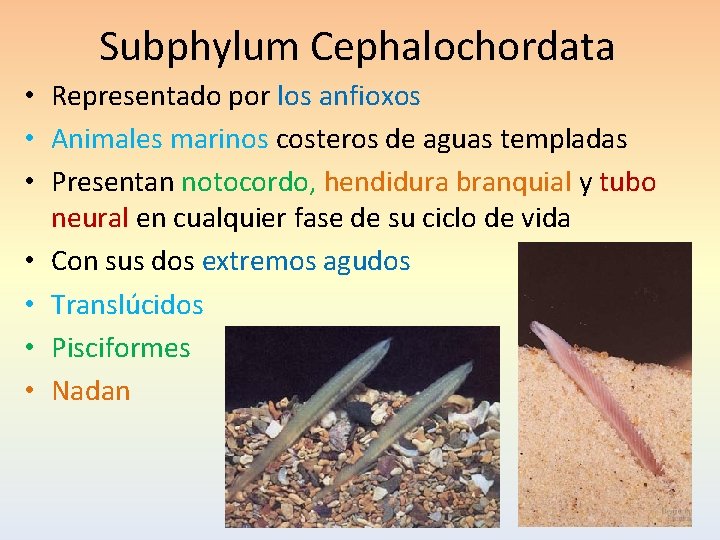 Phylum Hemichordata Diagnosis Animales marinos Bnticos Vermiformes o