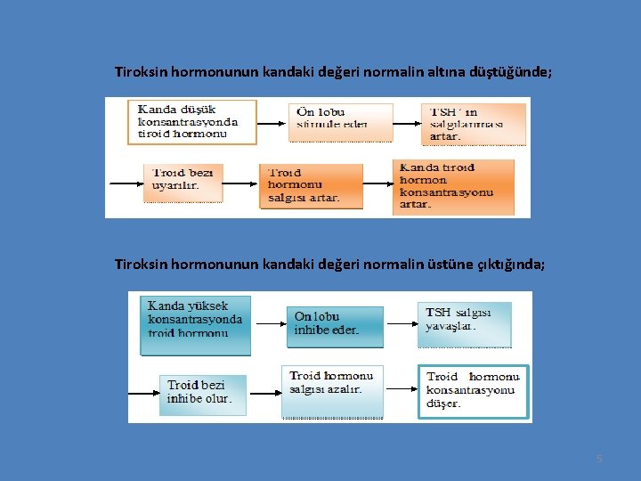 Hormonlar2 Tiroid Bezi ve Paratiroid Bezi Hormonlar 4