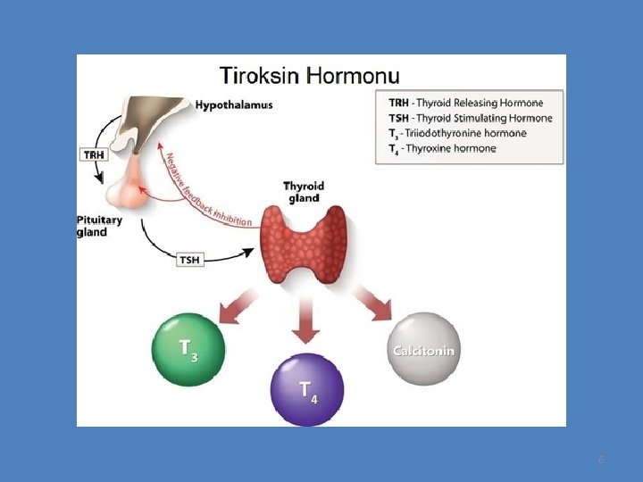 Hormonlar2 Tiroid Bezi ve Paratiroid Bezi Hormonlar 4