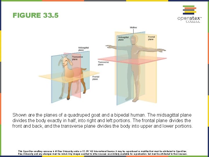 BIOLOGY Chapter 33 THE ANIMAL BODY BASIC FORM
