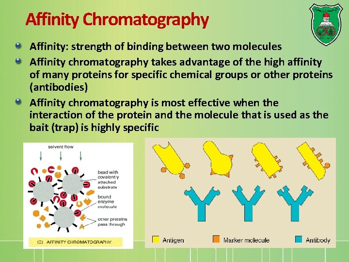 Protein analysis Dr Mamoun Ahram Summer semester 2015