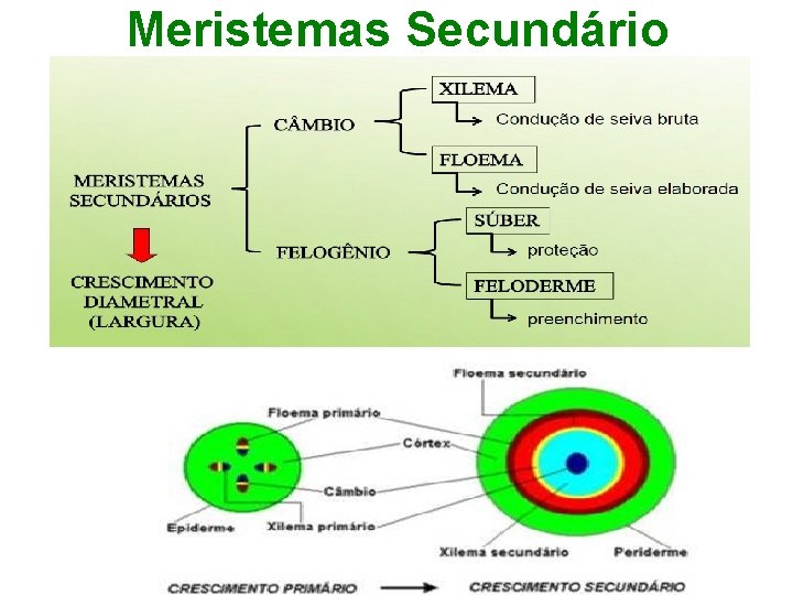 HISTOLOGIA VEGETAL TECIDOS VEGETAIS 1 o Crescimento TECIDOS