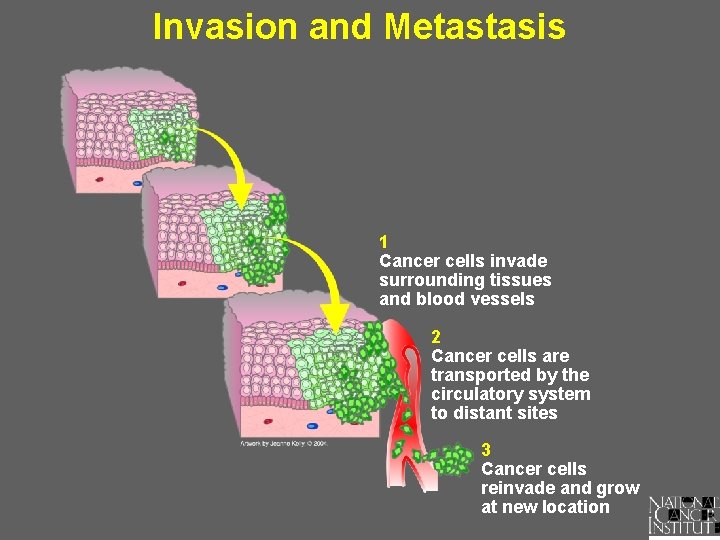 3 1 3 When Cells Lose Control Understanding