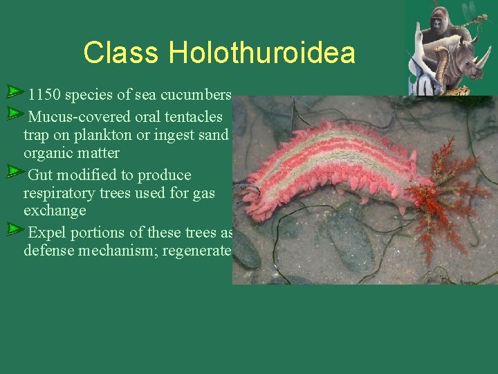 KINGDOM ANIMALIA Phylum Echinodermata Members of the Phylum