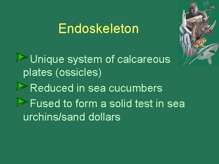 KINGDOM ANIMALIA Phylum Echinodermata Members of the Phylum