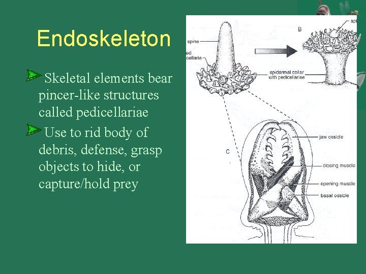 KINGDOM ANIMALIA Phylum Echinodermata Members of the Phylum