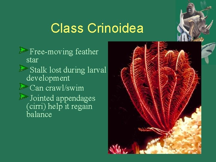 KINGDOM ANIMALIA Phylum Echinodermata Members of the Phylum