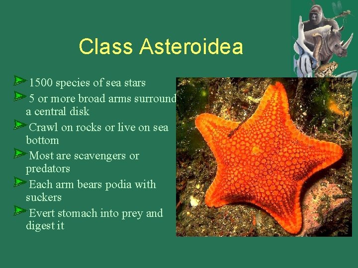 KINGDOM ANIMALIA Phylum Echinodermata Members of the Phylum