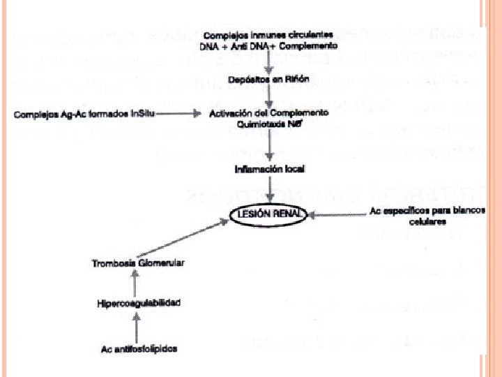 SNDROME GLOMERULONEFRITICO Mario H Gutirrez Gil Emmanuel Gastlum