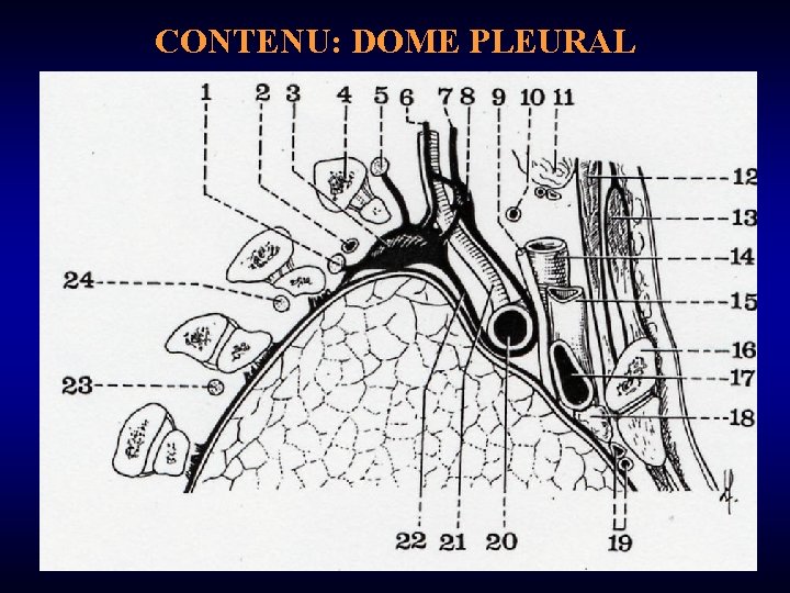 REGION SUPRACLAVICULAIRE PAROIS INFERIEURE clavicule scapula premire cte