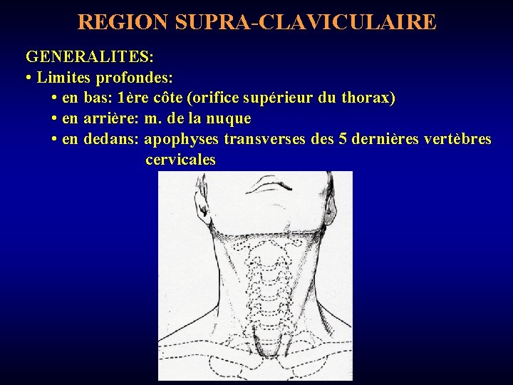 REGION SUPRACLAVICULAIRE PAROIS INFERIEURE clavicule scapula premire cte