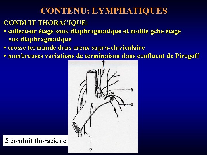 REGION SUPRACLAVICULAIRE PAROIS INFERIEURE clavicule scapula premire cte