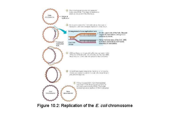 Microbial Genetics Biotechnology Figure 10 CO A corn