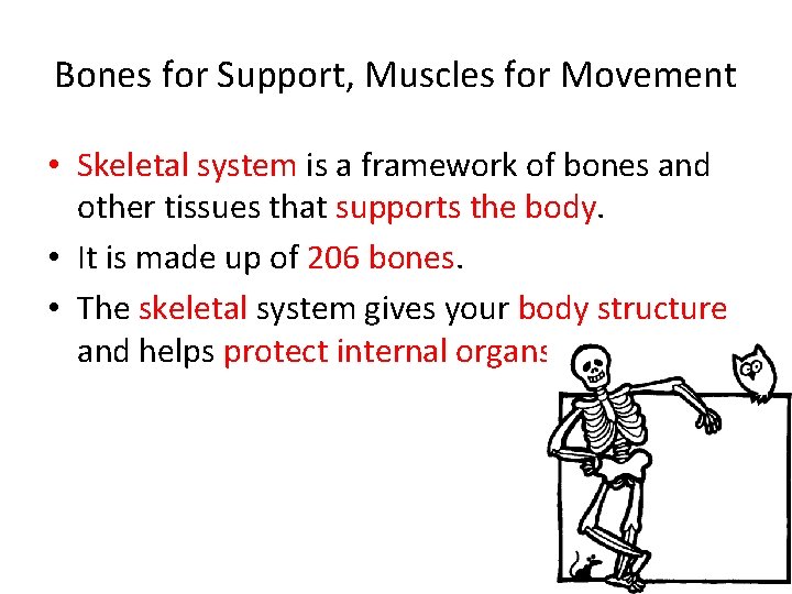 The Skeletal and Muscular System Chapter 3 Lesson