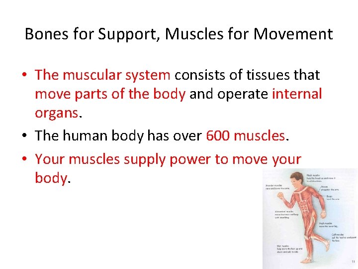 The Skeletal and Muscular System Chapter 3 Lesson