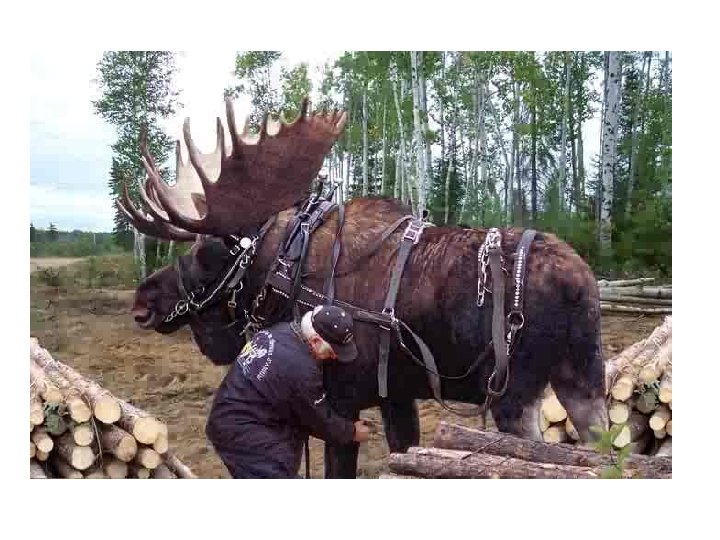 SCI FIRST FOR HUNTERS THE PURPOSE OF SCI