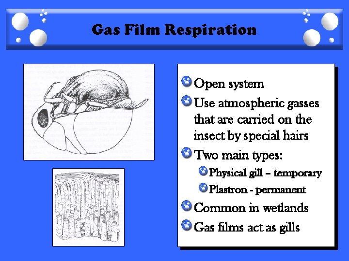 Respiratory Adaptations of Aquatic Insects in Wetlands Christine