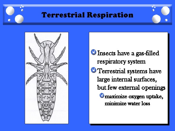 Respiratory Adaptations of Aquatic Insects in Wetlands Christine